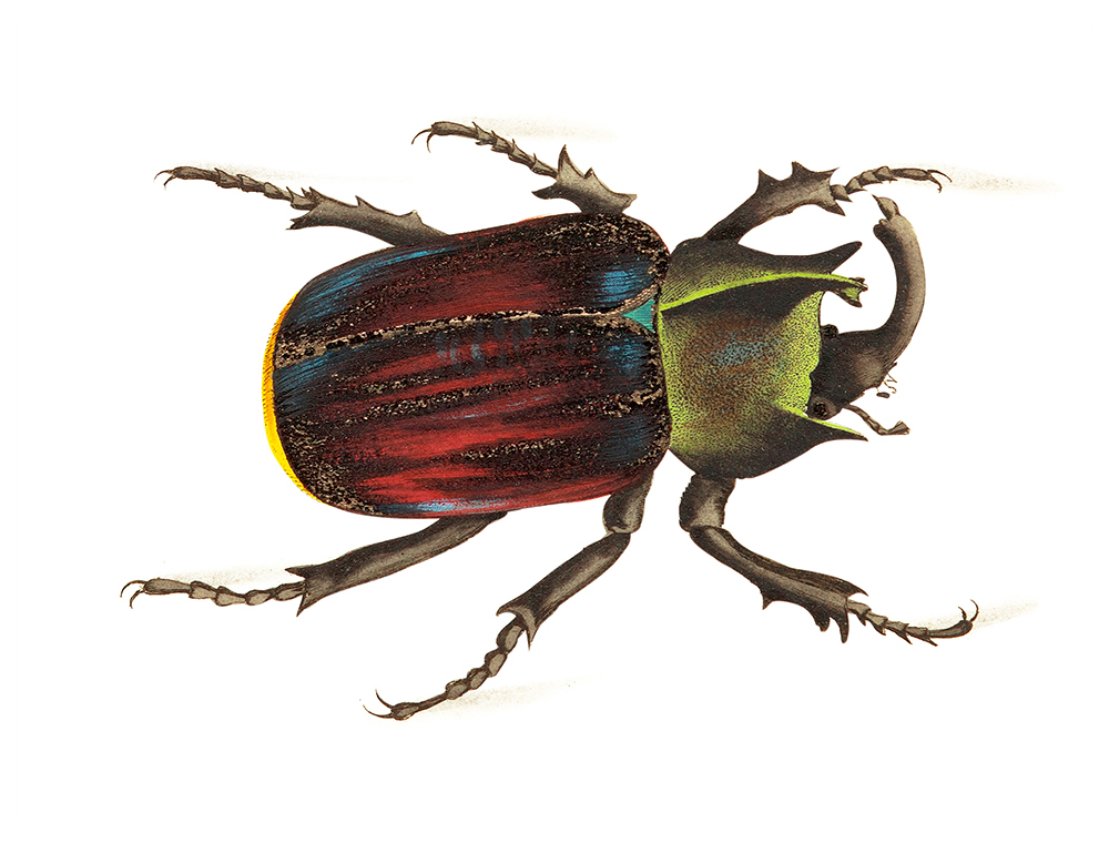 Dazzling Beetle III - Home